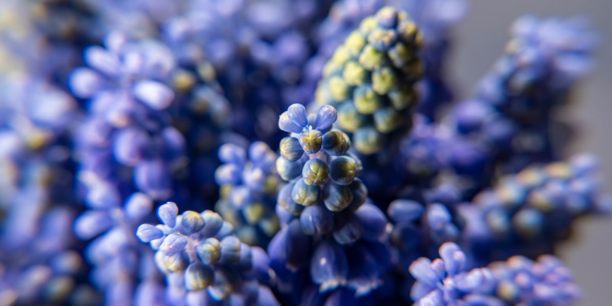 Grape Hyacinth Benefits For Your Hair, Skin And Body