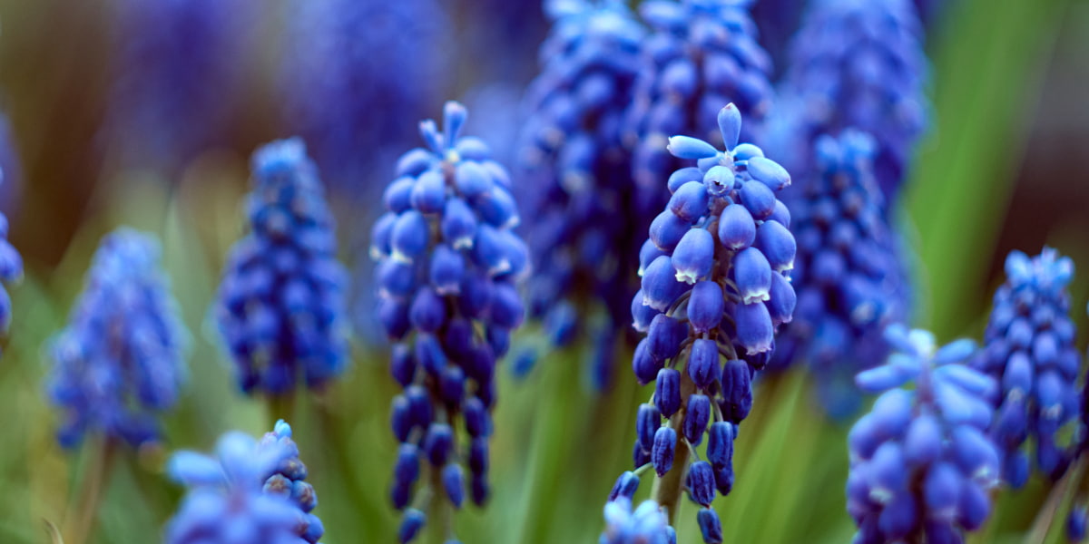 Grape Hyacinth Benefits For Your Hair, Skin And Body